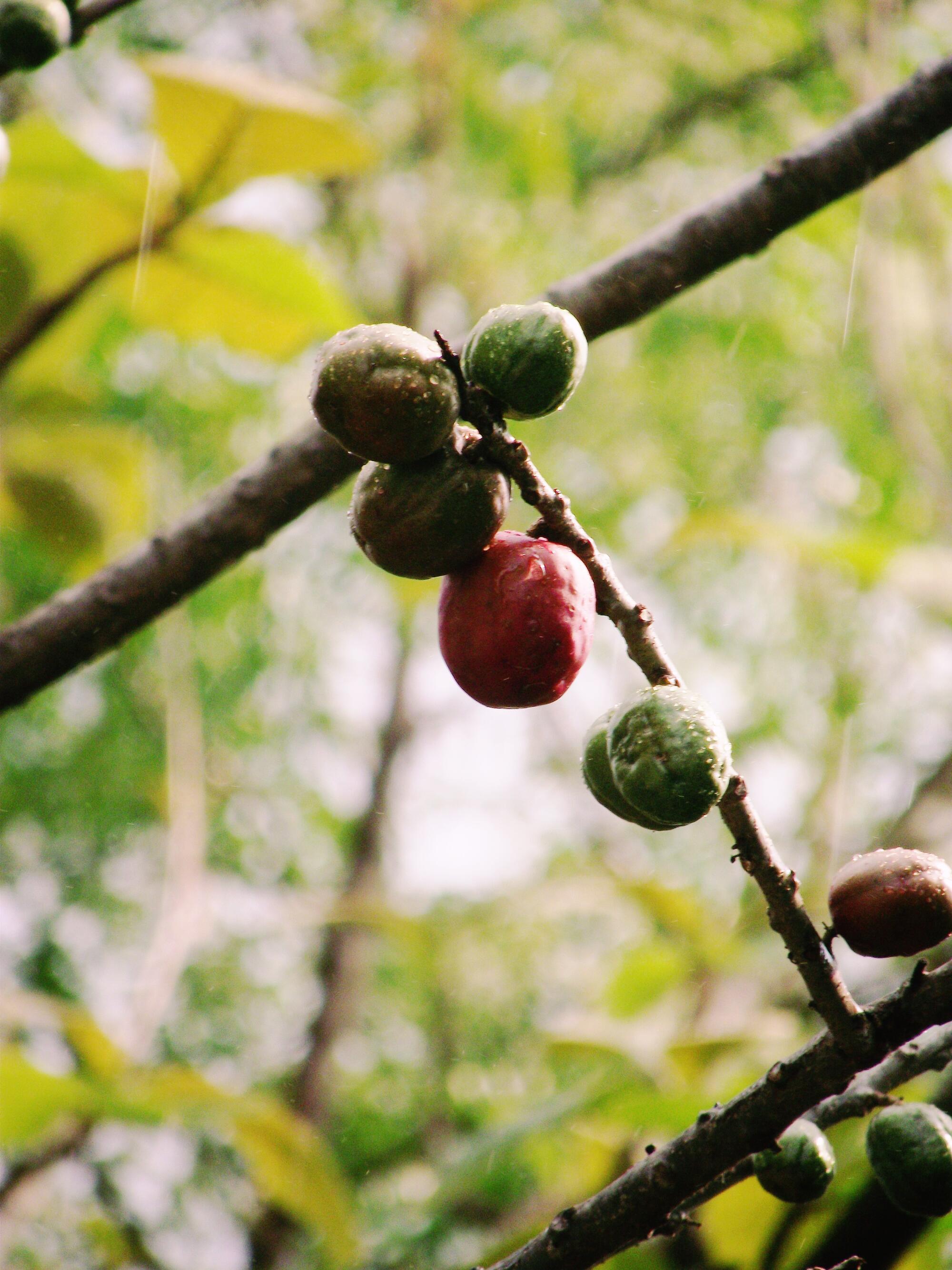 Typical dishes and fruits of the area | AECM Achi