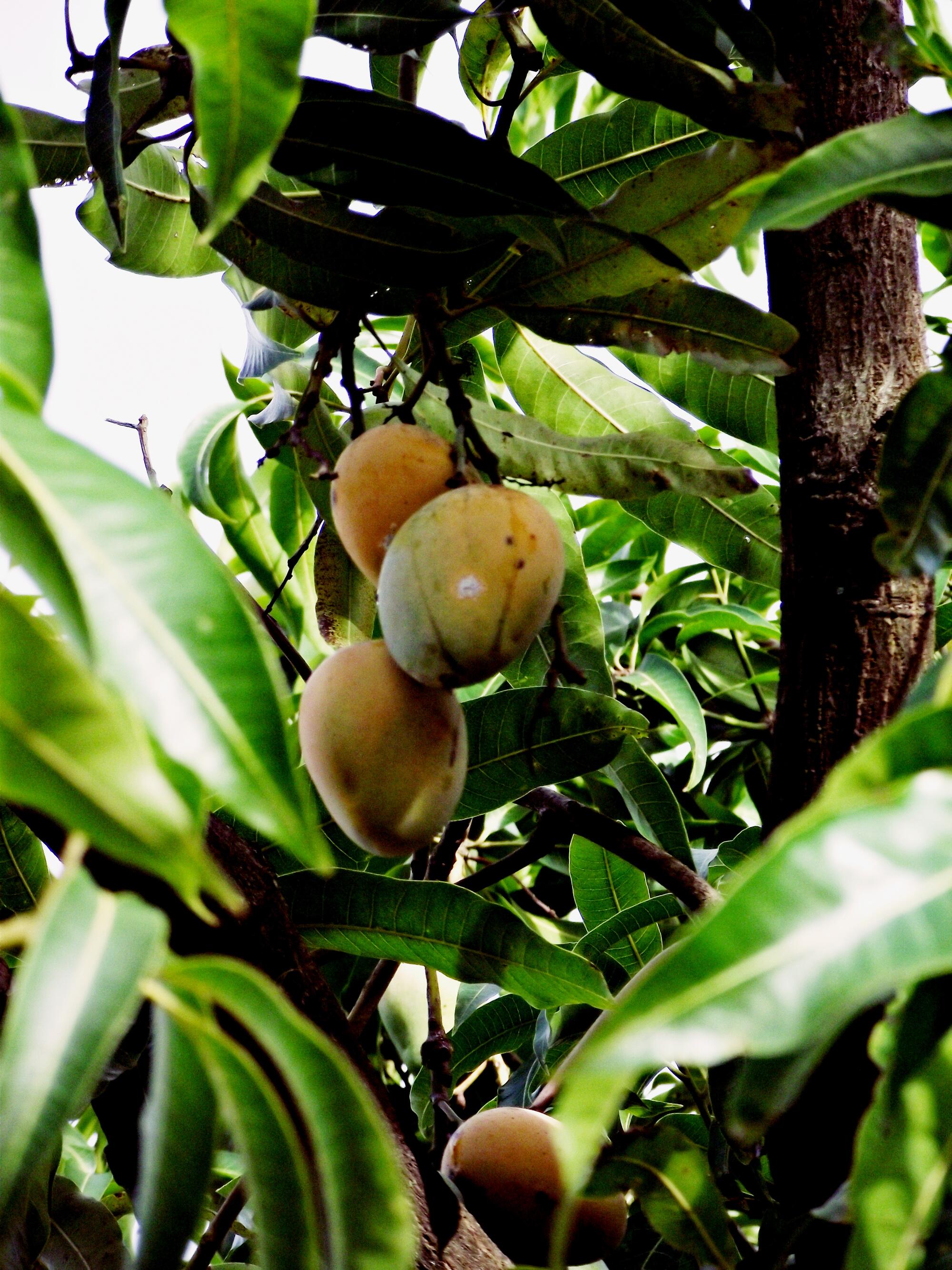 Typical dishes and fruits of the area | AECM Achi